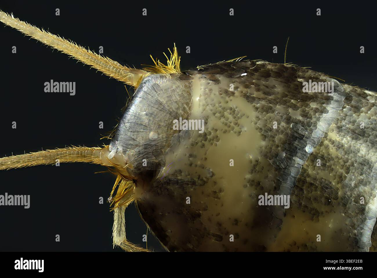 Extreme Macro of Silverfish Head, Lepisma saccharinum, Detailed Insect ...