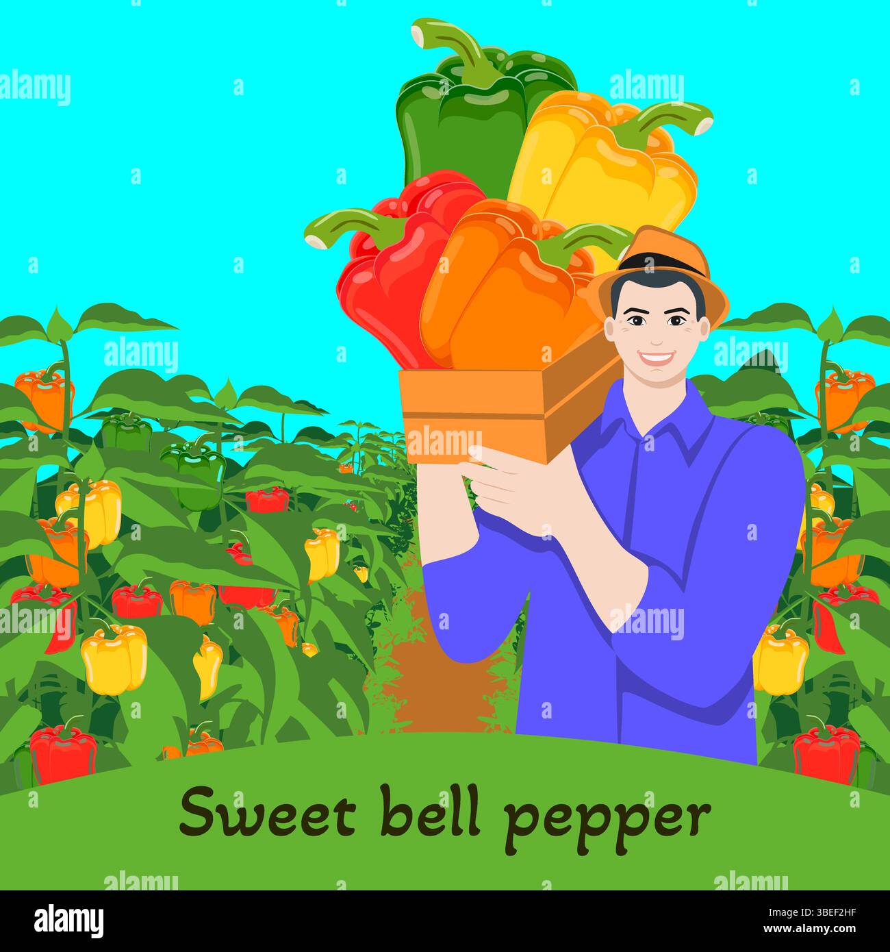 Farmer holding crate of sweet bell peppers. Pepper plantation ...