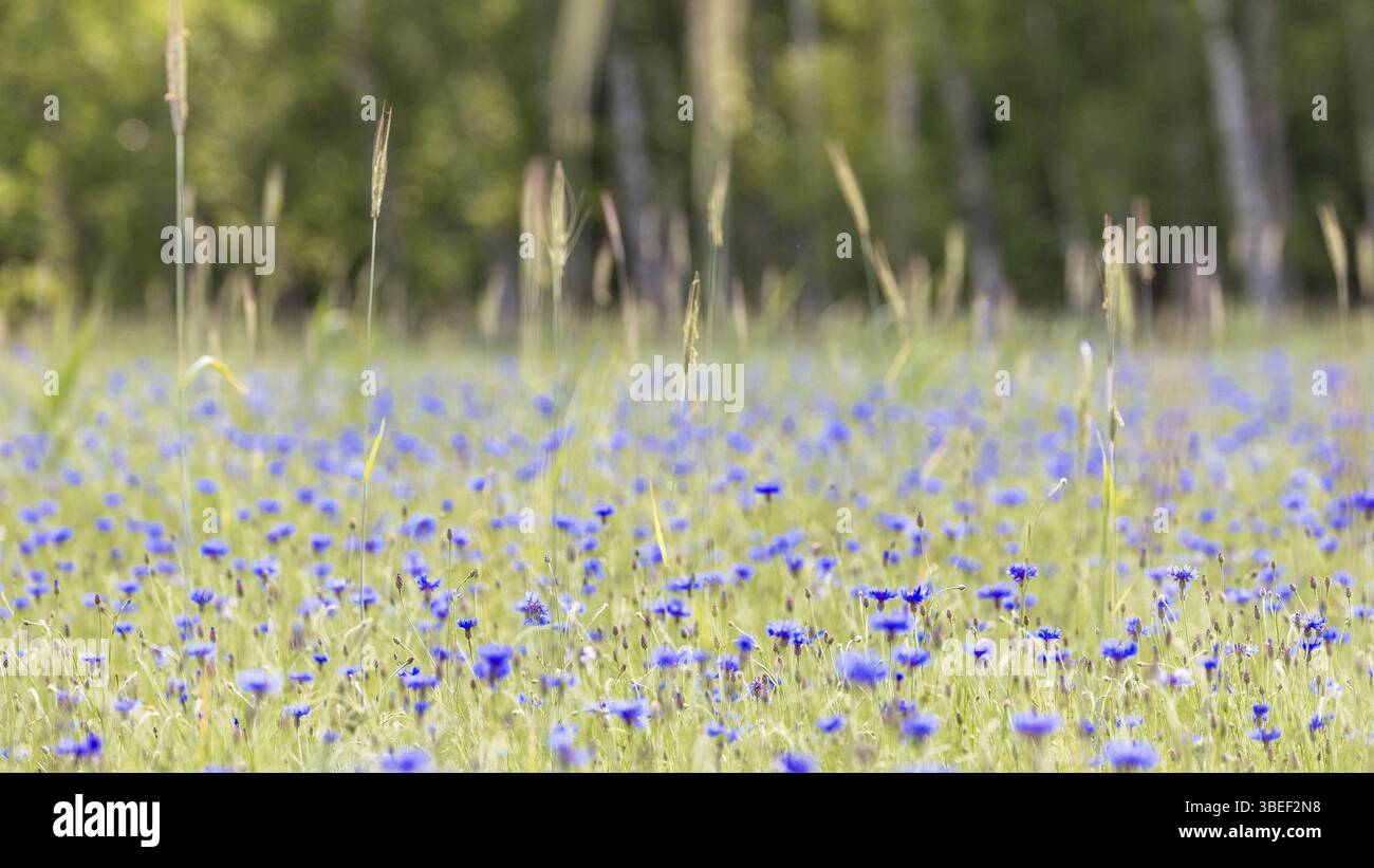 29 May 2025, Brandenburg, Maiberg: Cornflowers bloom in a meadow in the Cottbus district of ...