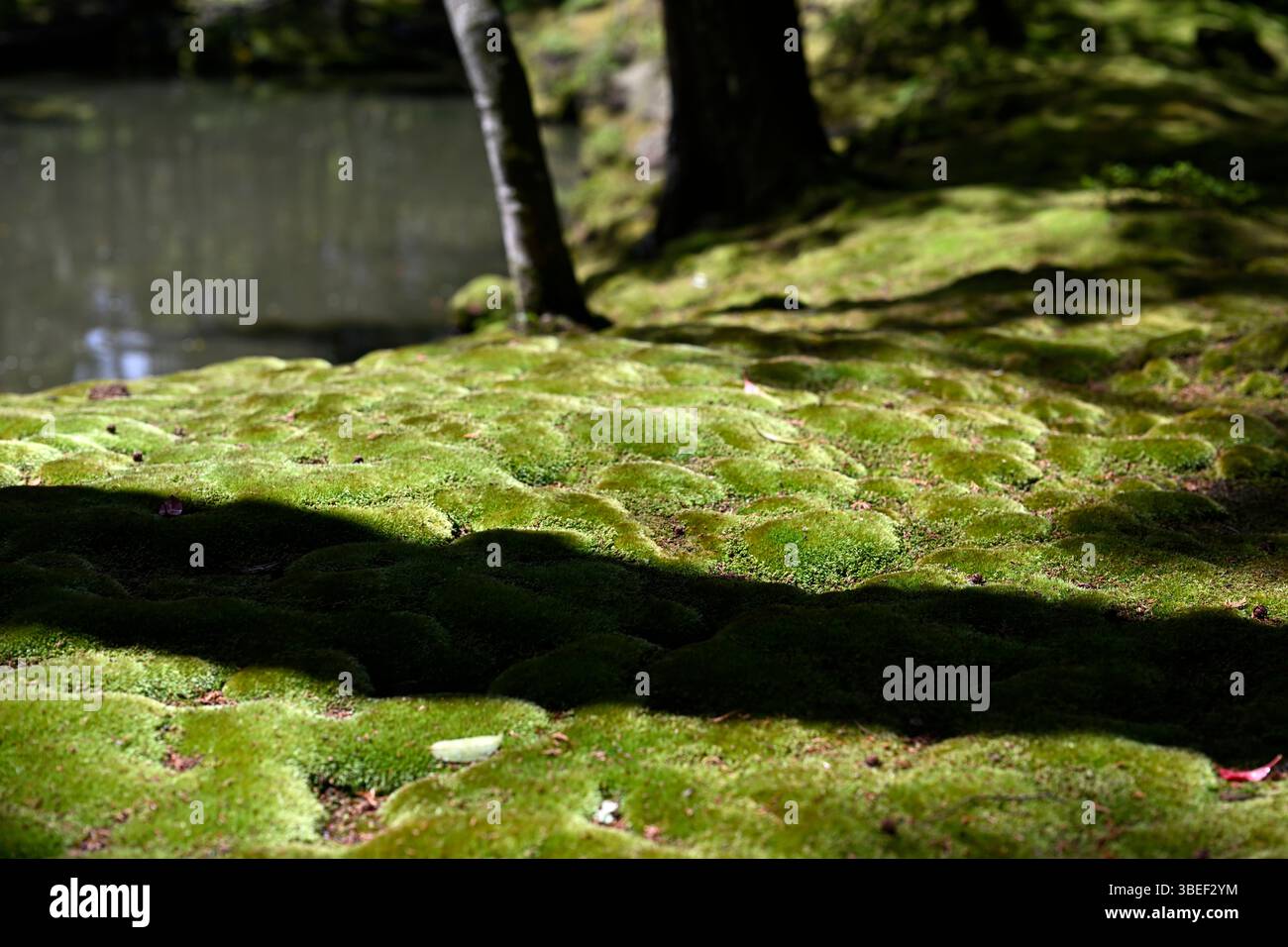 The Moss Garden at Saihoji temple, Kyoto,Japan Stock Photo - Alamy