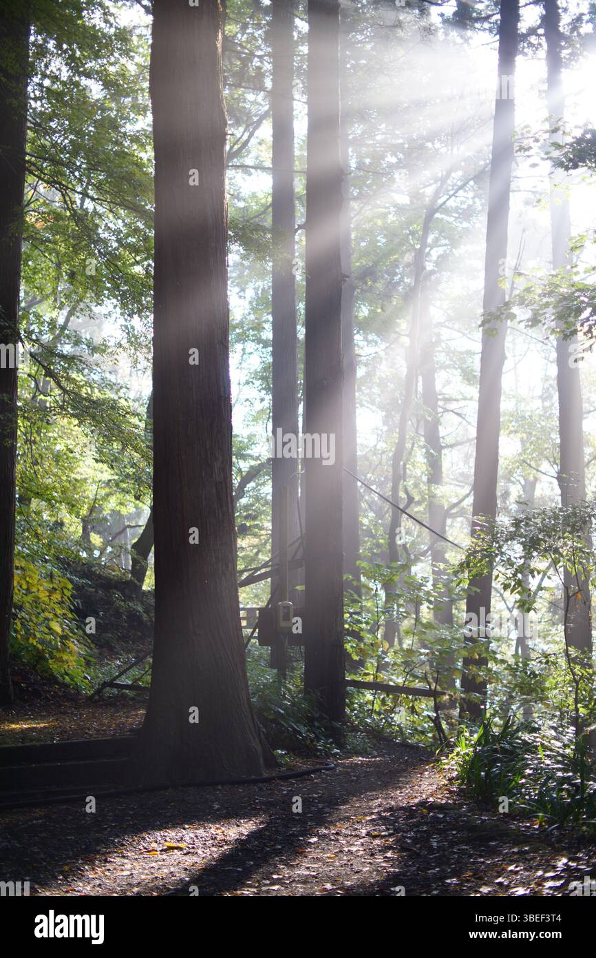 Light shining through the high trees at a temple in Yamadera, Yamagata ...