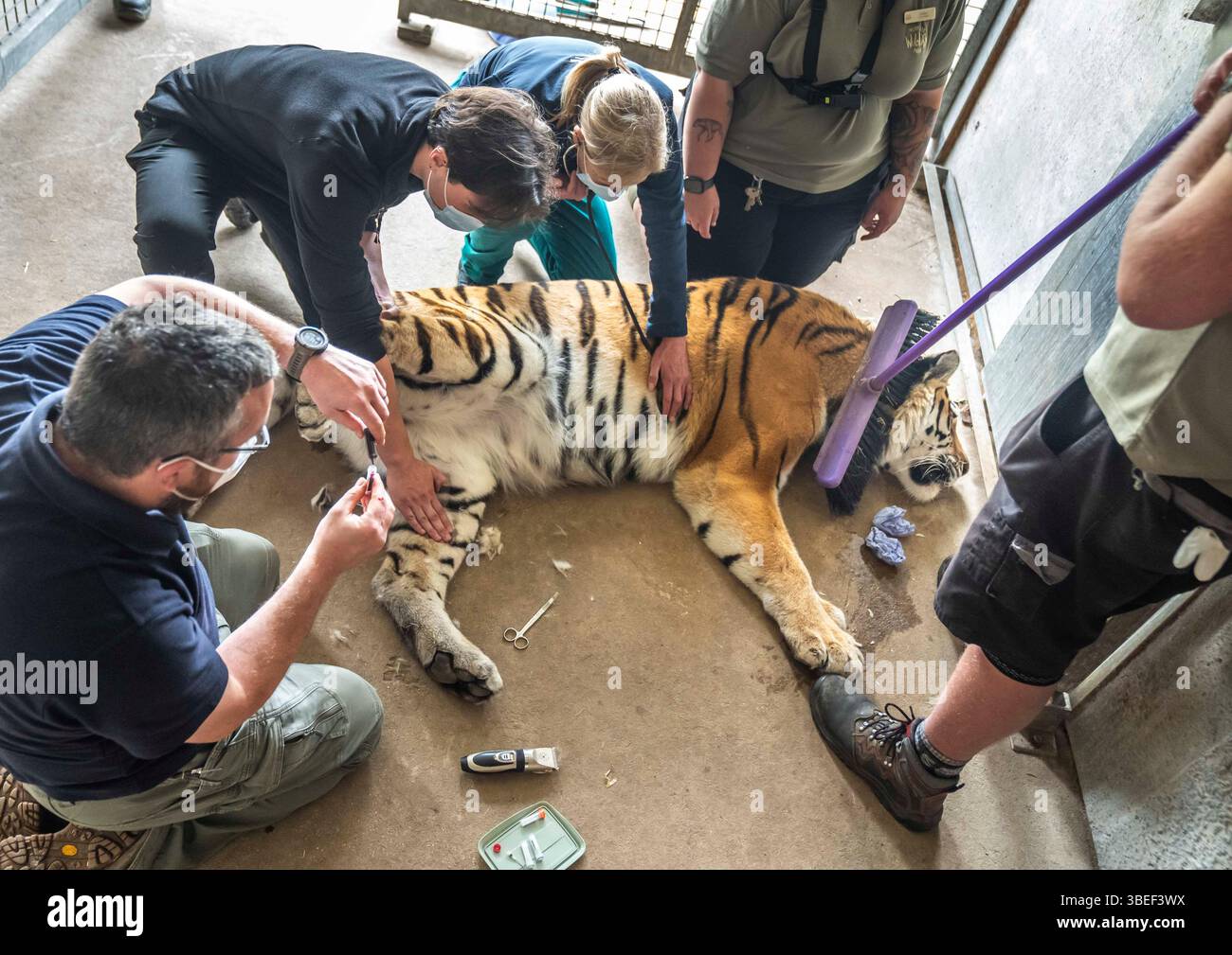 Vets and wildlife park staff carry out a delicate operation to remove ...