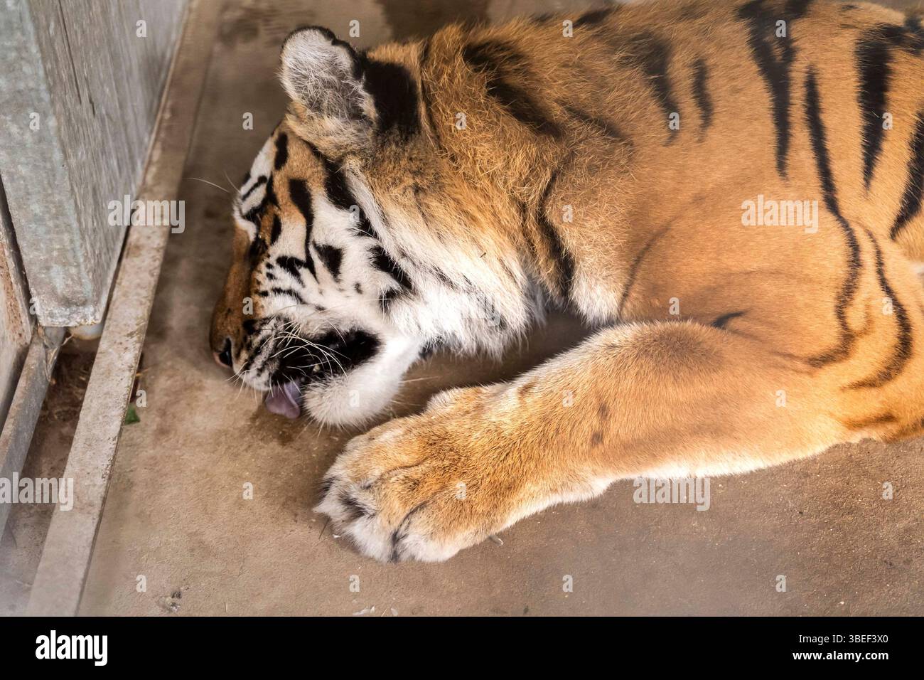 Tschuna, a 17-stone Amur Tiger, lies sedated following a delicate ...