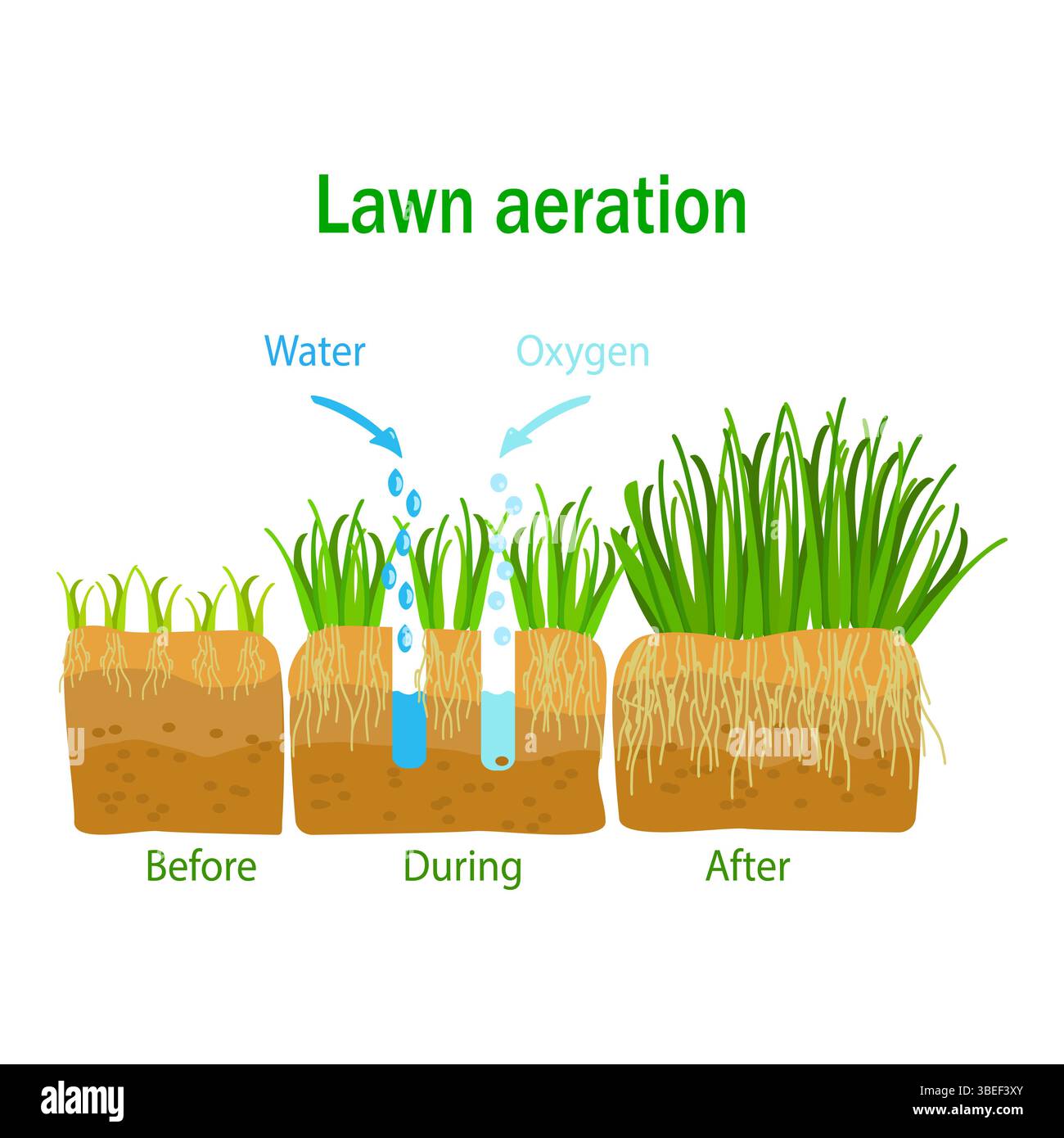 Lawn grass aeration, care and scarification. Water, oxygen and nutrient ...