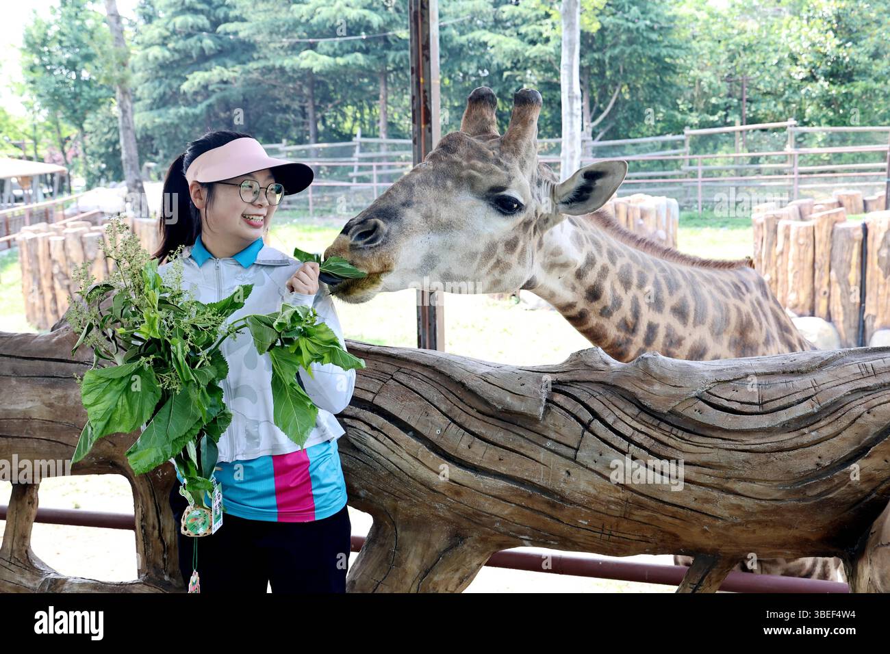 Animals enjoy food for Dragon Boat Festival at a zoo in Nantong City ...