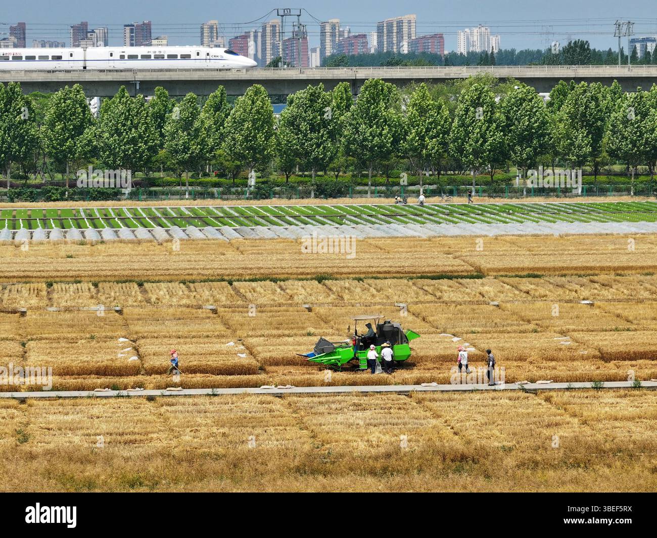 Aerial photo shows harvesters working in the wheat field in Yangzhou ...