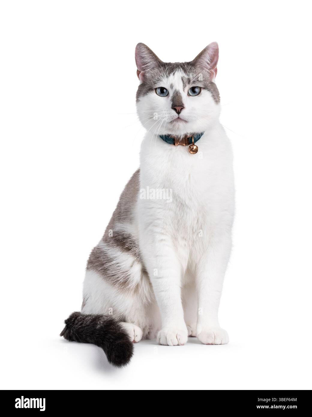 Light colored handsome housecat, laying down side ways wearing collar ...