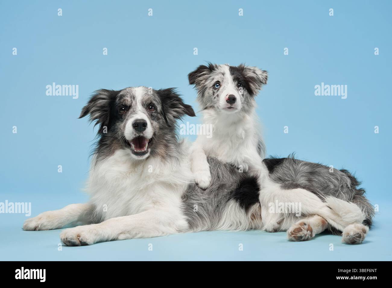 Two Border Collies rest together on a solid blue background, appearing ...