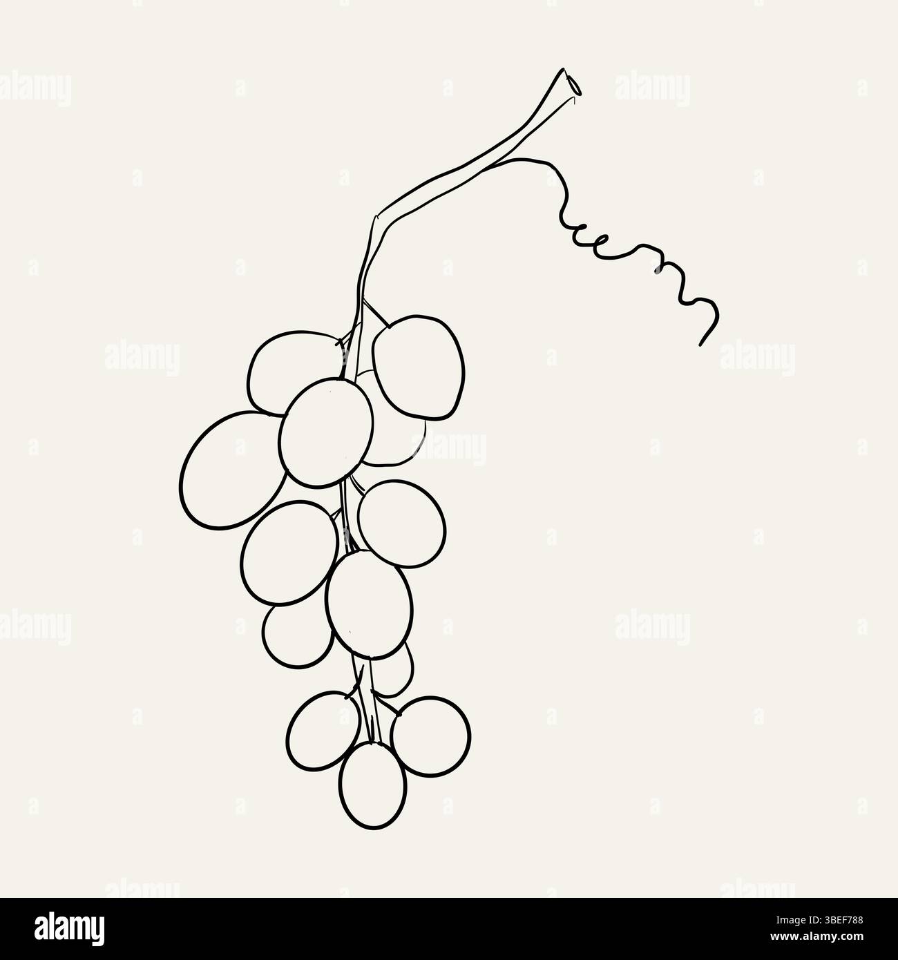 Grape brunch outline sketch, hand drawn grape with vine. Retro vintage ...