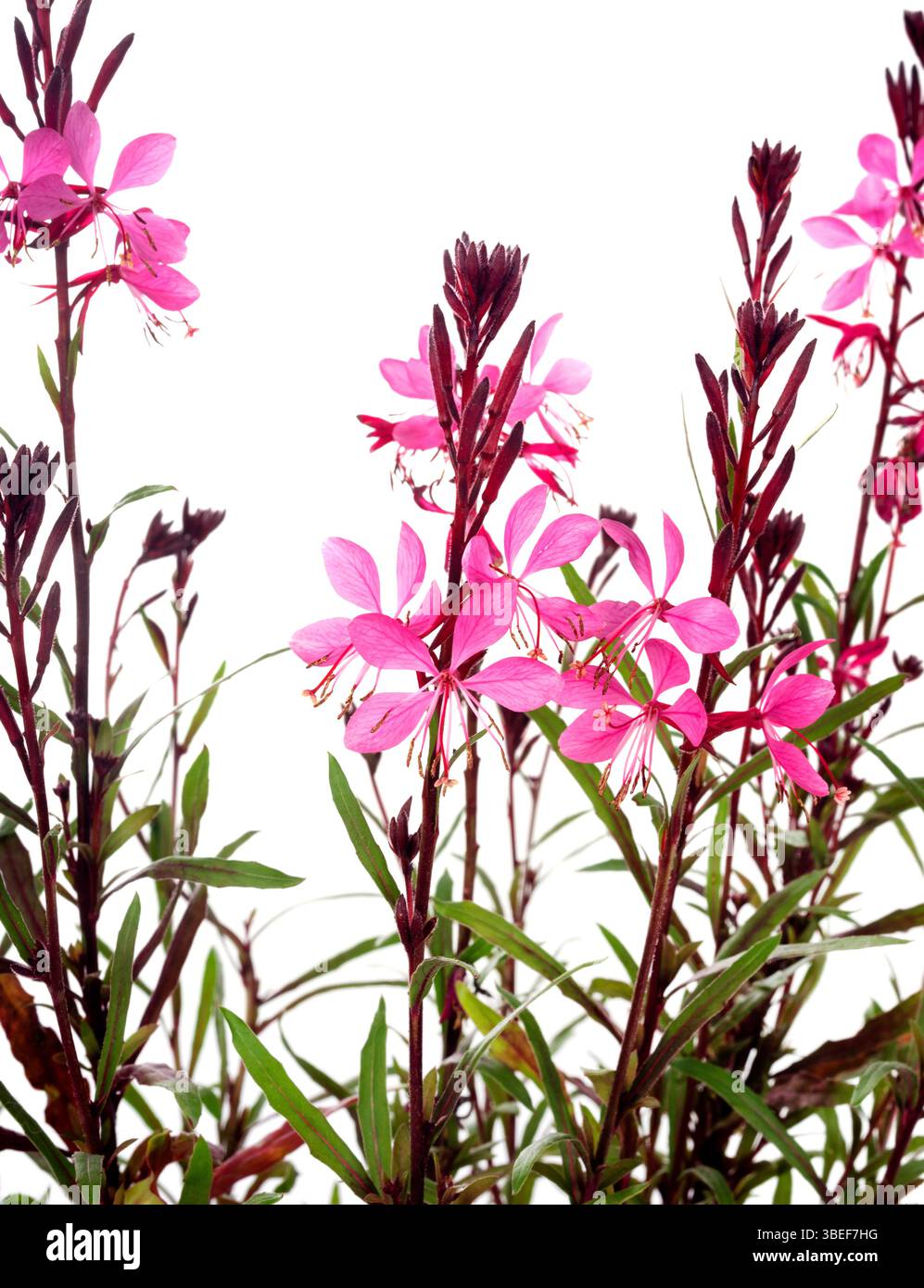 Pink gaura hi-res stock photography and images - Alamy