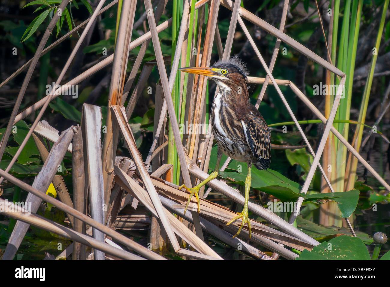 Young juvenile heron on a branch, bird watching at Shark Valley in the ...