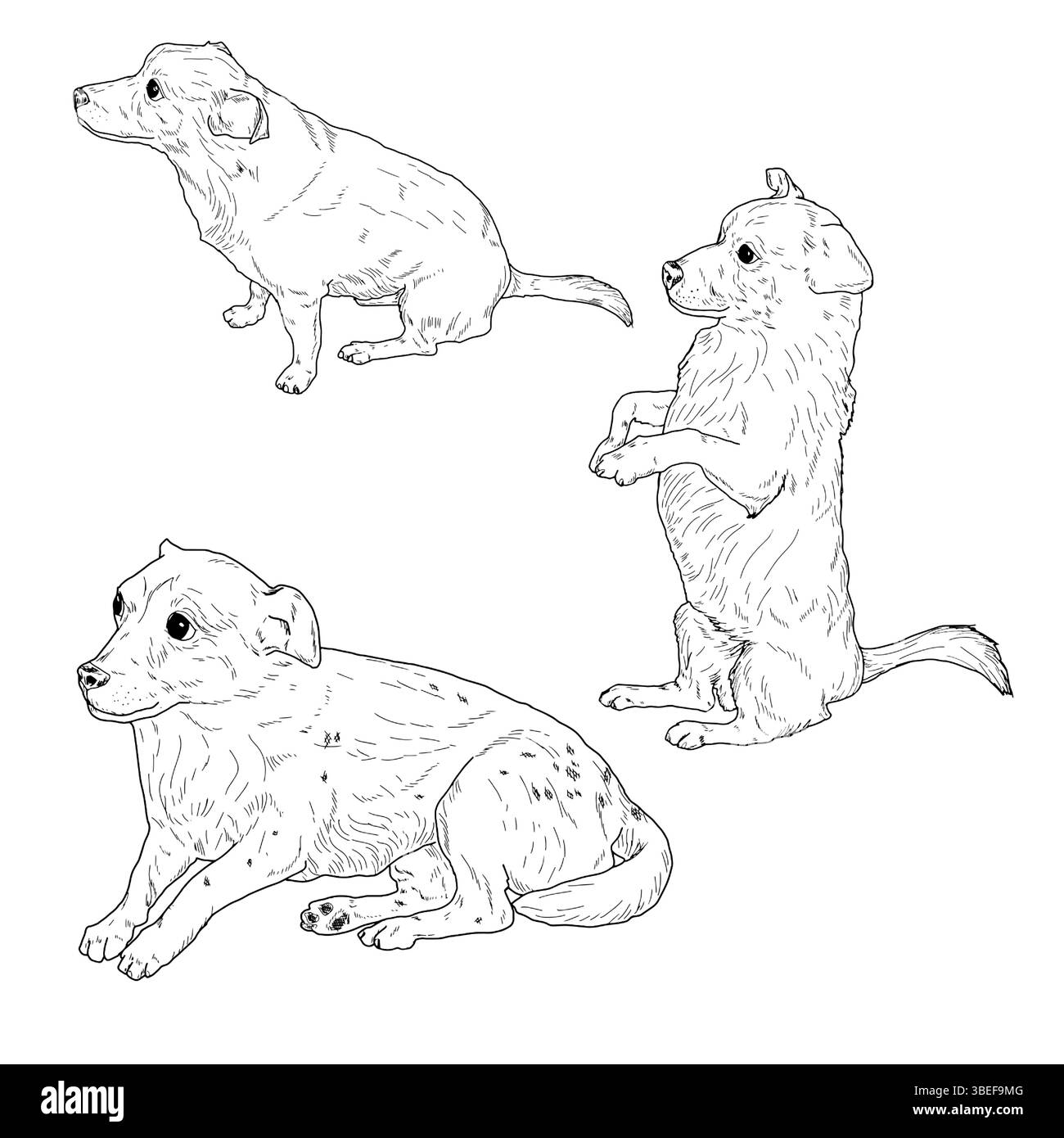 Small hunting dog in Cut Out Stock Images & Pictures - Alamy