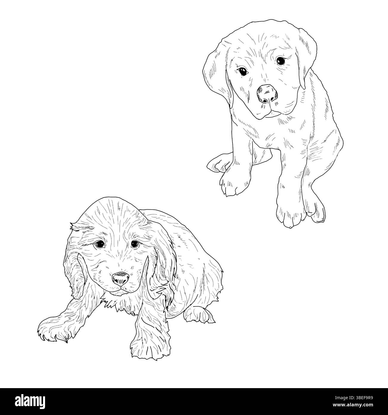 Mutt sitting isolated Stock Vector Images - Alamy