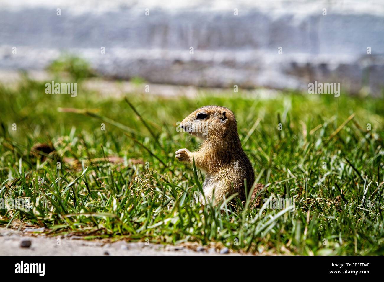 Wild gopher in nature hi-res stock photography and images - Alamy