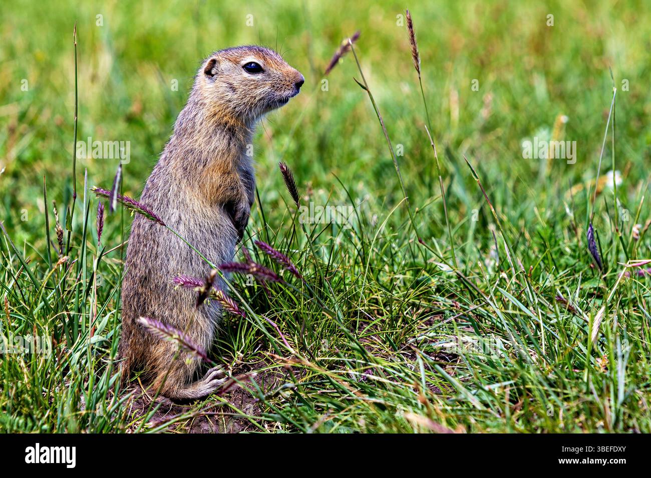 A gopher in the grassland of mongolia Stock Photo - Alamy