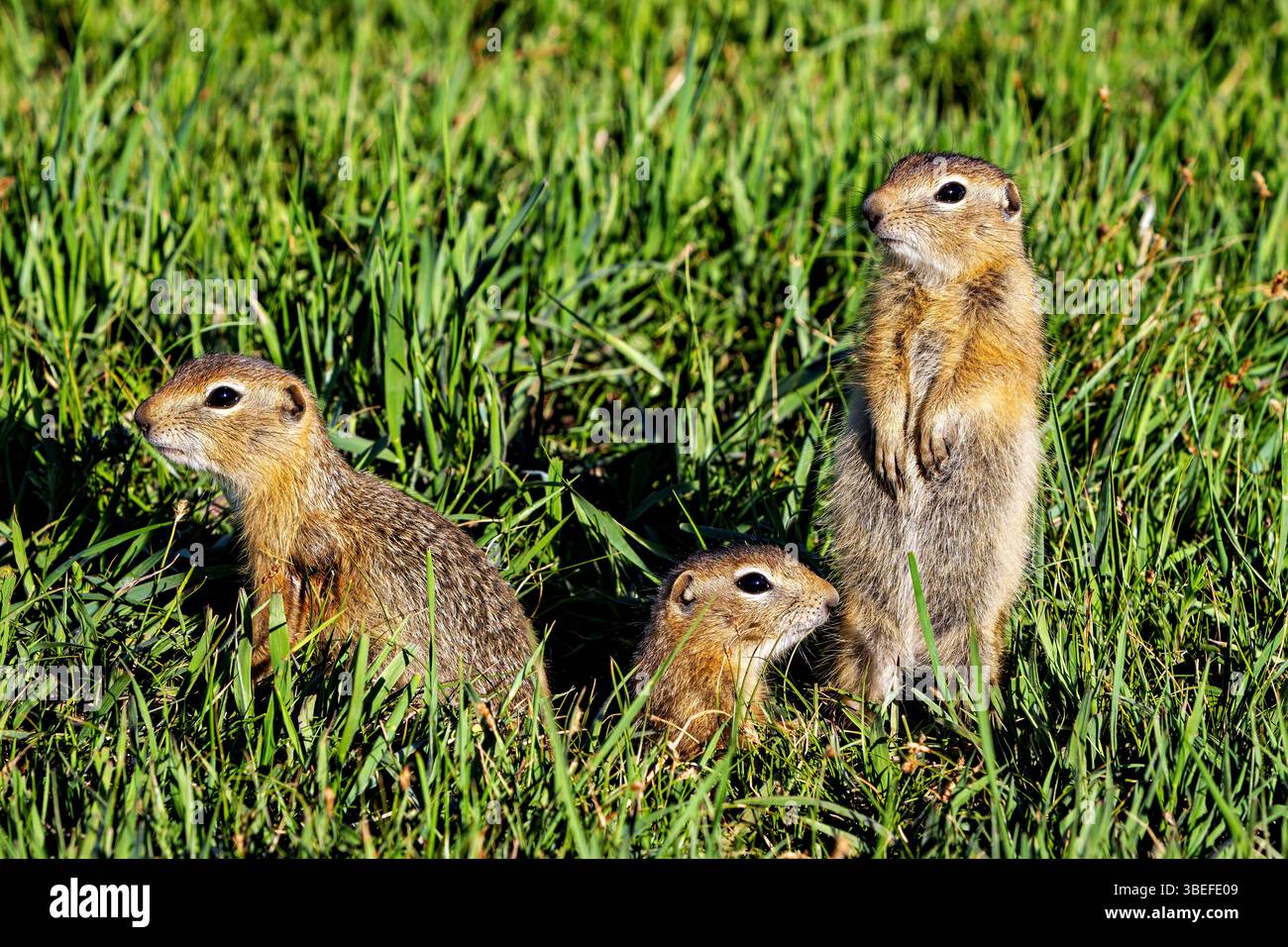 A gopher in the grassland of mongolia Stock Photo - Alamy