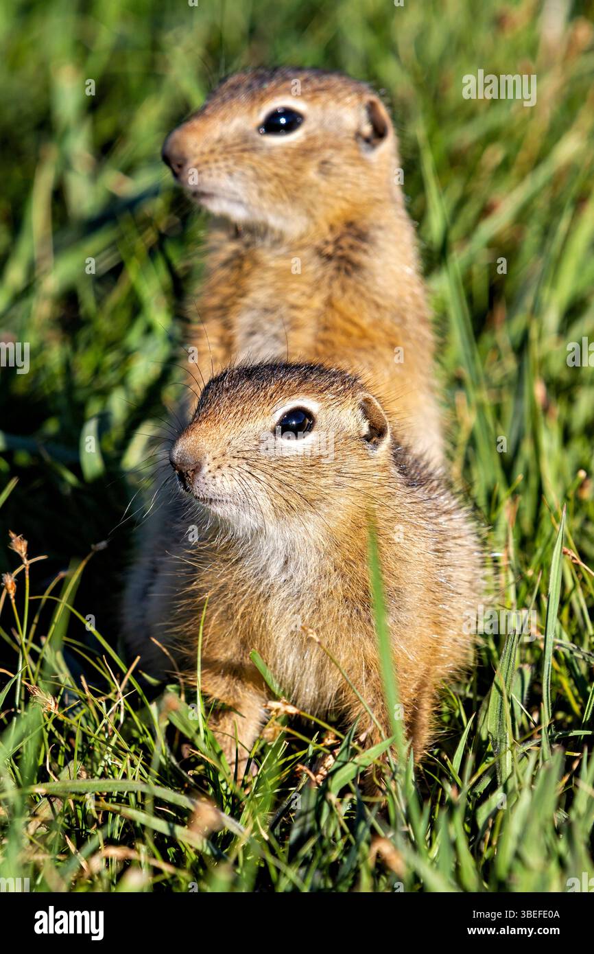 A gopher in the grassland of mongolia Stock Photo - Alamy