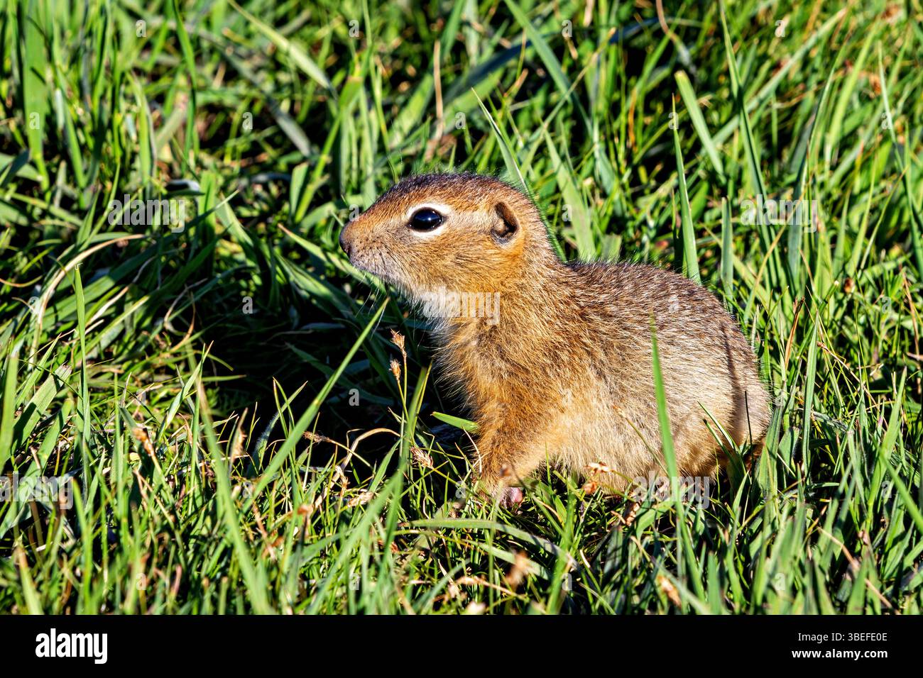 A gopher in the grassland of mongolia Stock Photo - Alamy