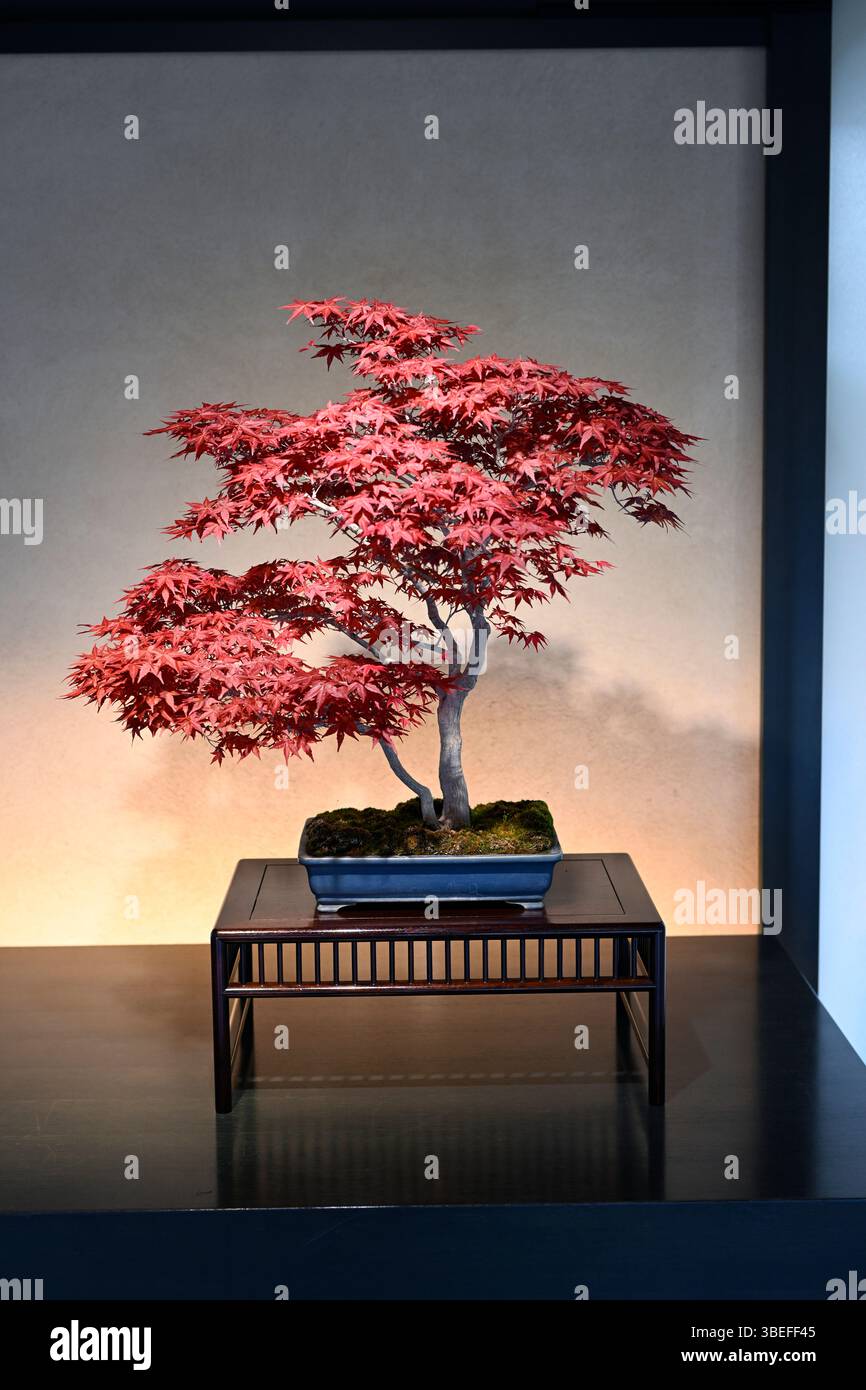 The Omiya Bonsai Art Museum,Saitama, Japan,Asia Stock Photo - Alamy