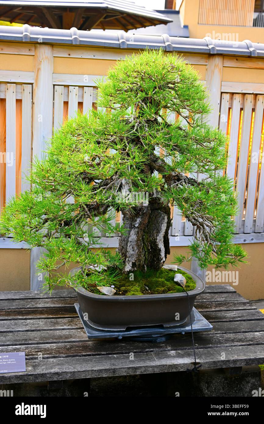 The Omiya Bonsai Art Museum,Saitama, Japan,Asia Stock Photo - Alamy