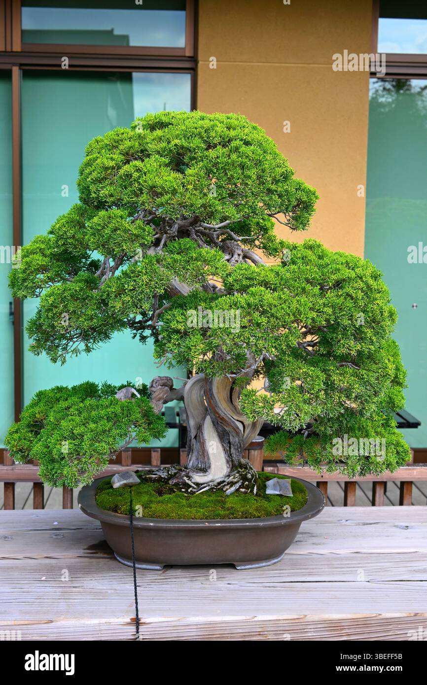 The Omiya Bonsai Art Museum,Saitama, Japan,Asia Stock Photo - Alamy
