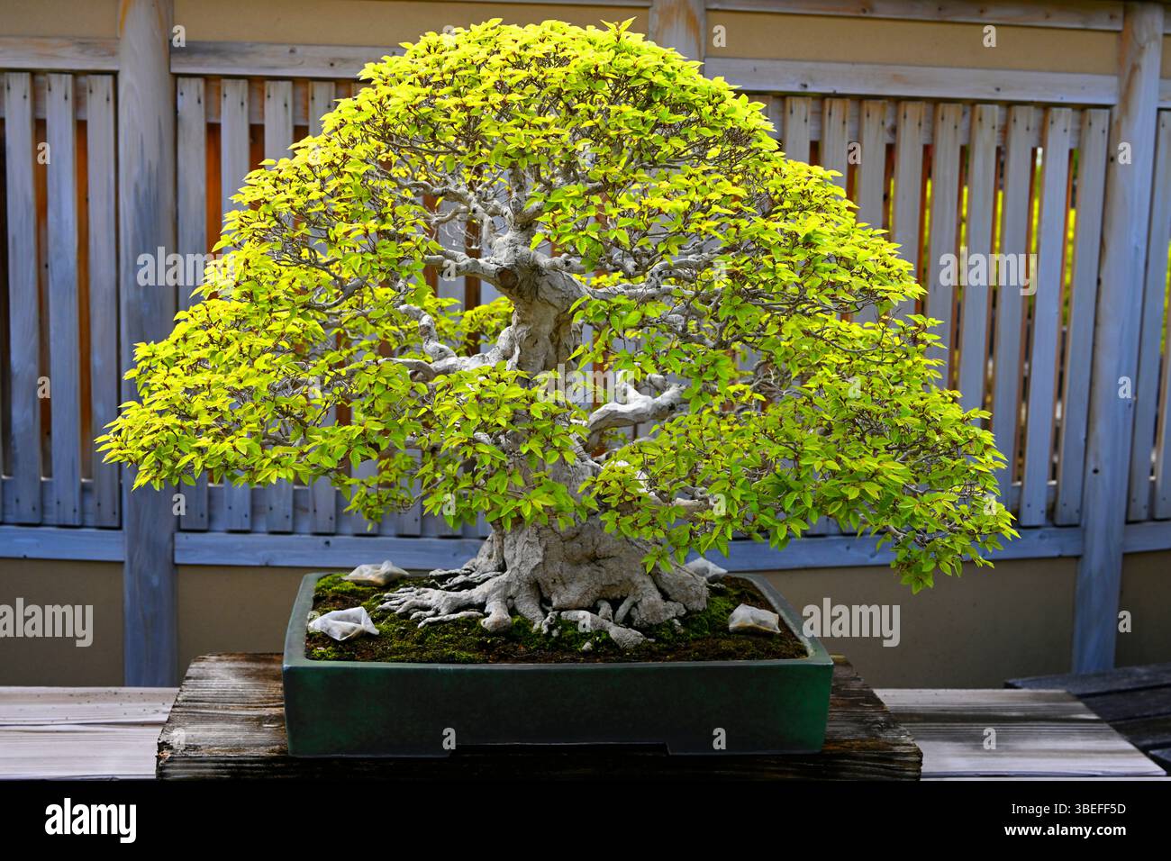 The Omiya Bonsai Art Museum,Saitama, Japan,Asia Stock Photo - Alamy