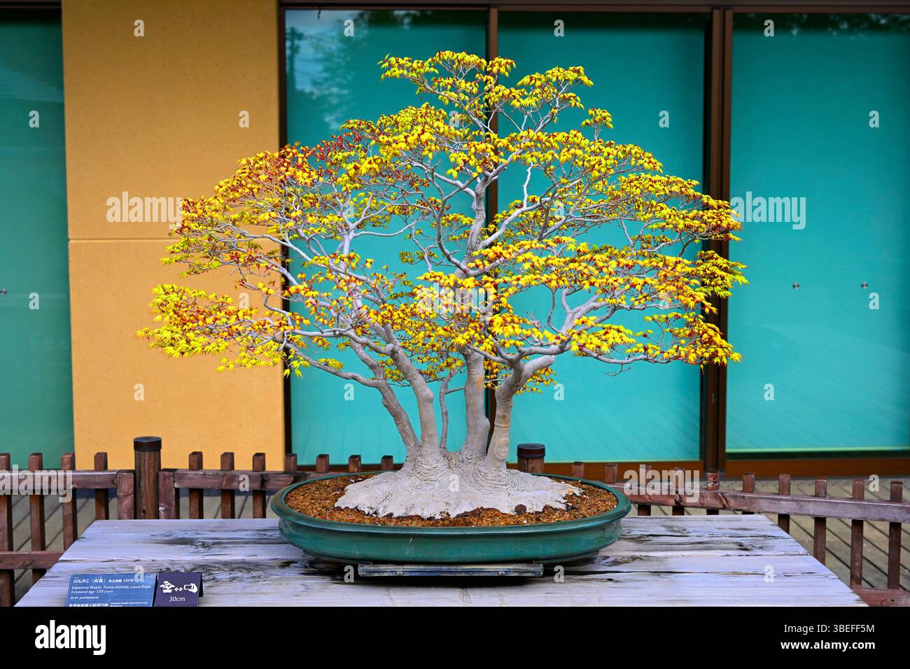 The Omiya Bonsai Art Museum,Saitama, Japan,Asia Stock Photo - Alamy