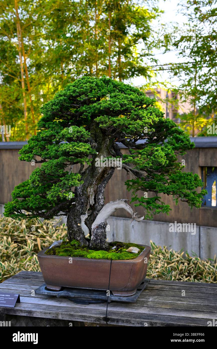 The Omiya Bonsai Art Museum,Saitama, Japan,Asia Stock Photo - Alamy