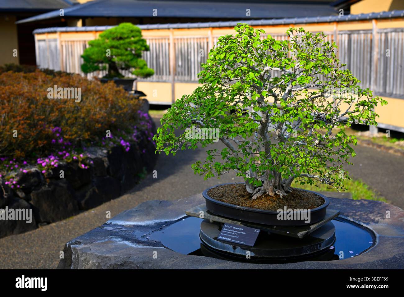 The Omiya Bonsai Art Museum,Saitama, Japan,Asia Stock Photo - Alamy