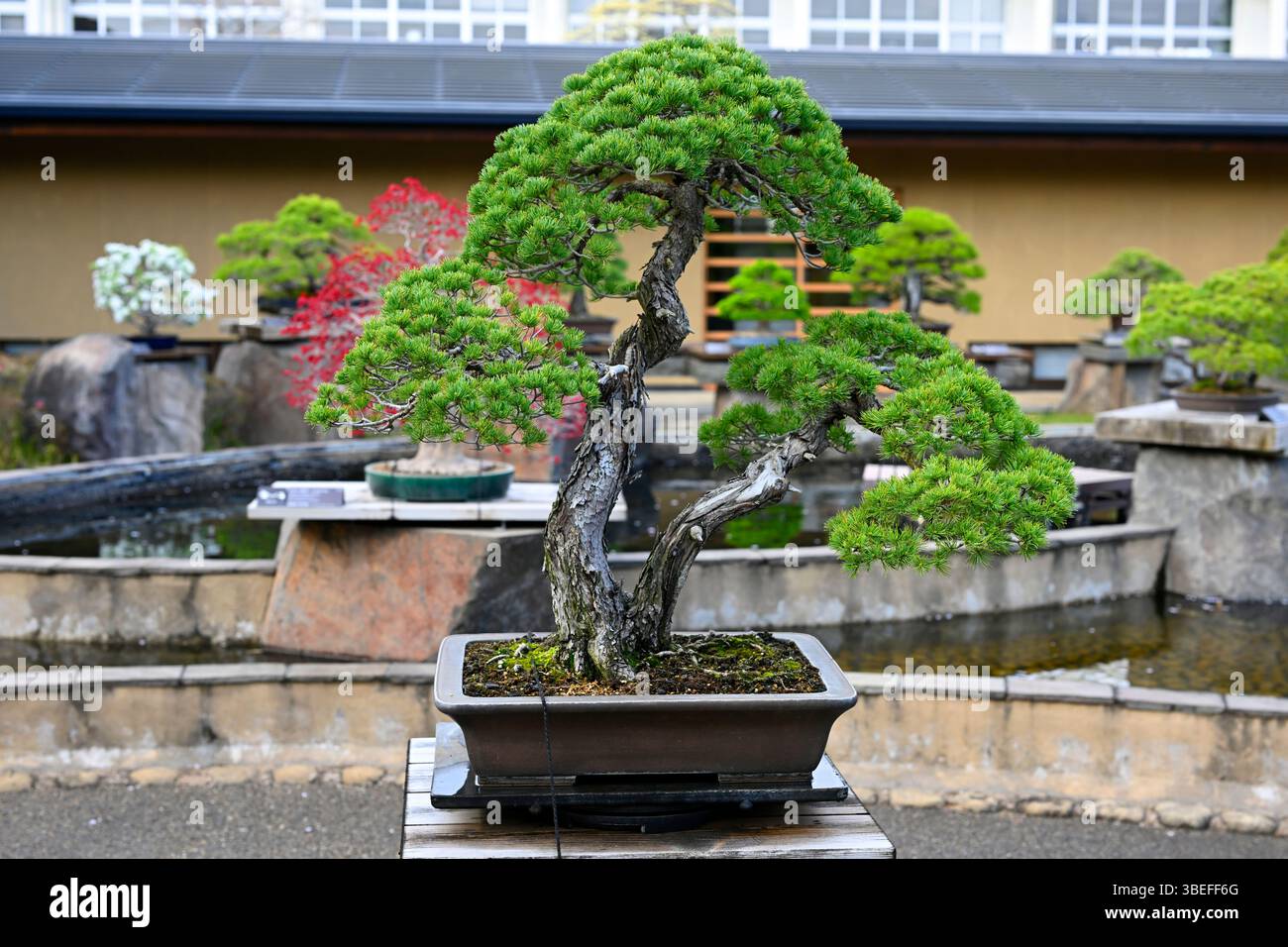 The Omiya Bonsai Art Museum,Saitama, Japan,Asia Stock Photo - Alamy