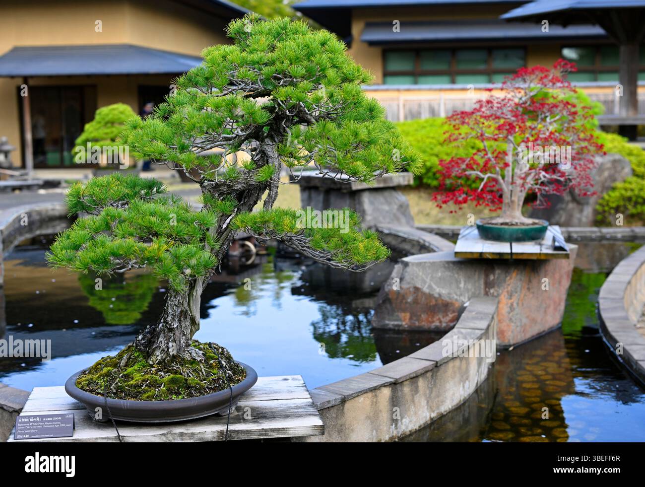 The Omiya Bonsai Art Museum,Saitama, Japan,Asia Stock Photo - Alamy