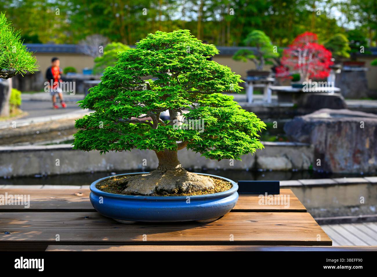 The Omiya Bonsai Art Museum,Saitama, Japan,Asia Stock Photo - Alamy