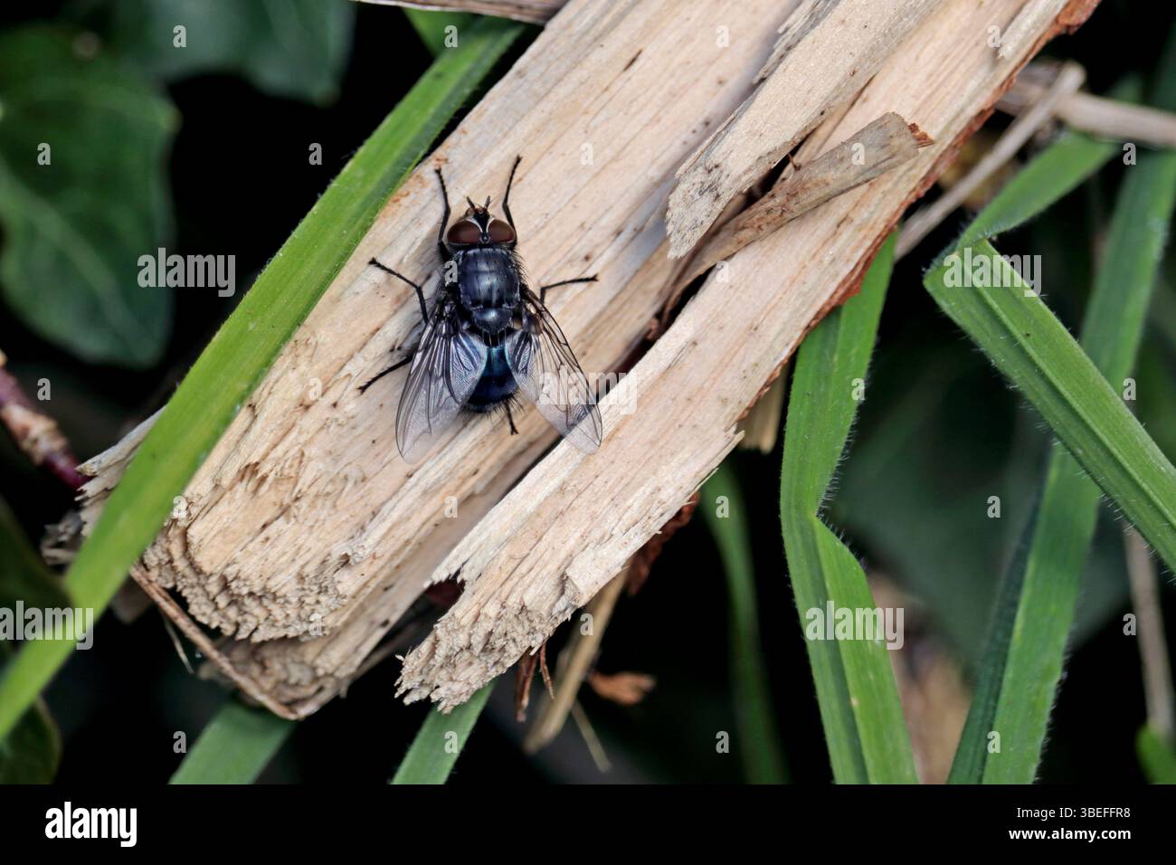 Bluebottle, calliphora vomitoria Stock Photo - Alamy