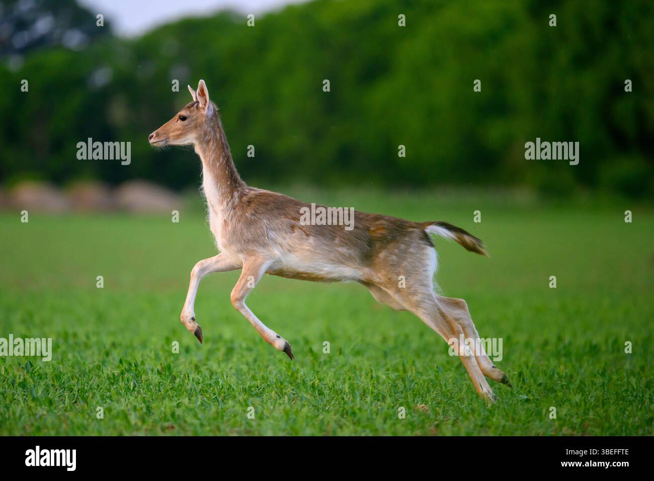 Fallow Deer (Dama dama) in Oxfordshire Stock Photo - Alamy
