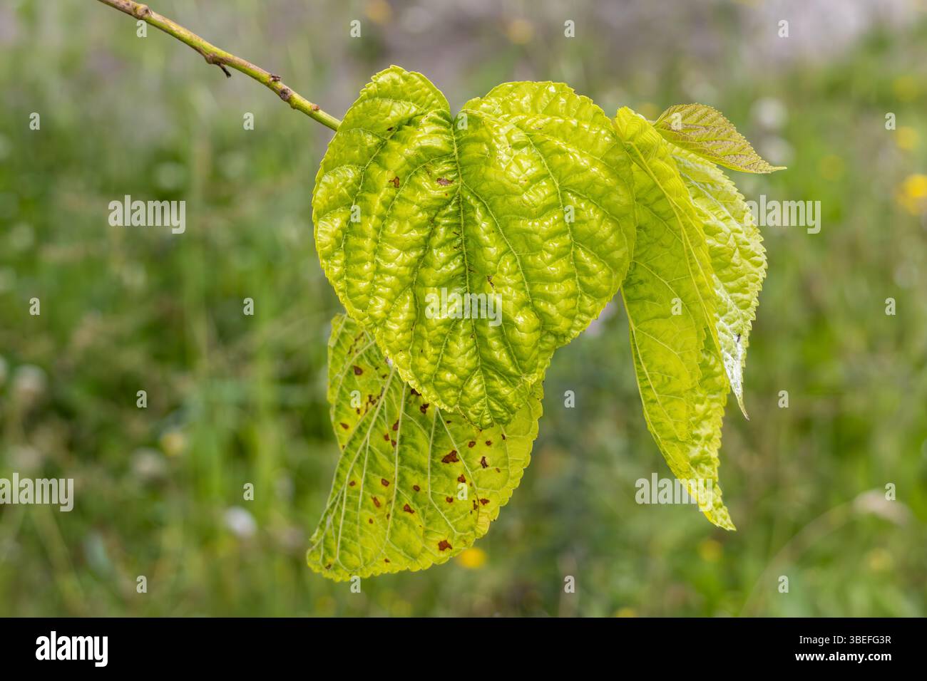 Close up of mulberry leaves exhibiting symptoms of leaf spot disease, a ...