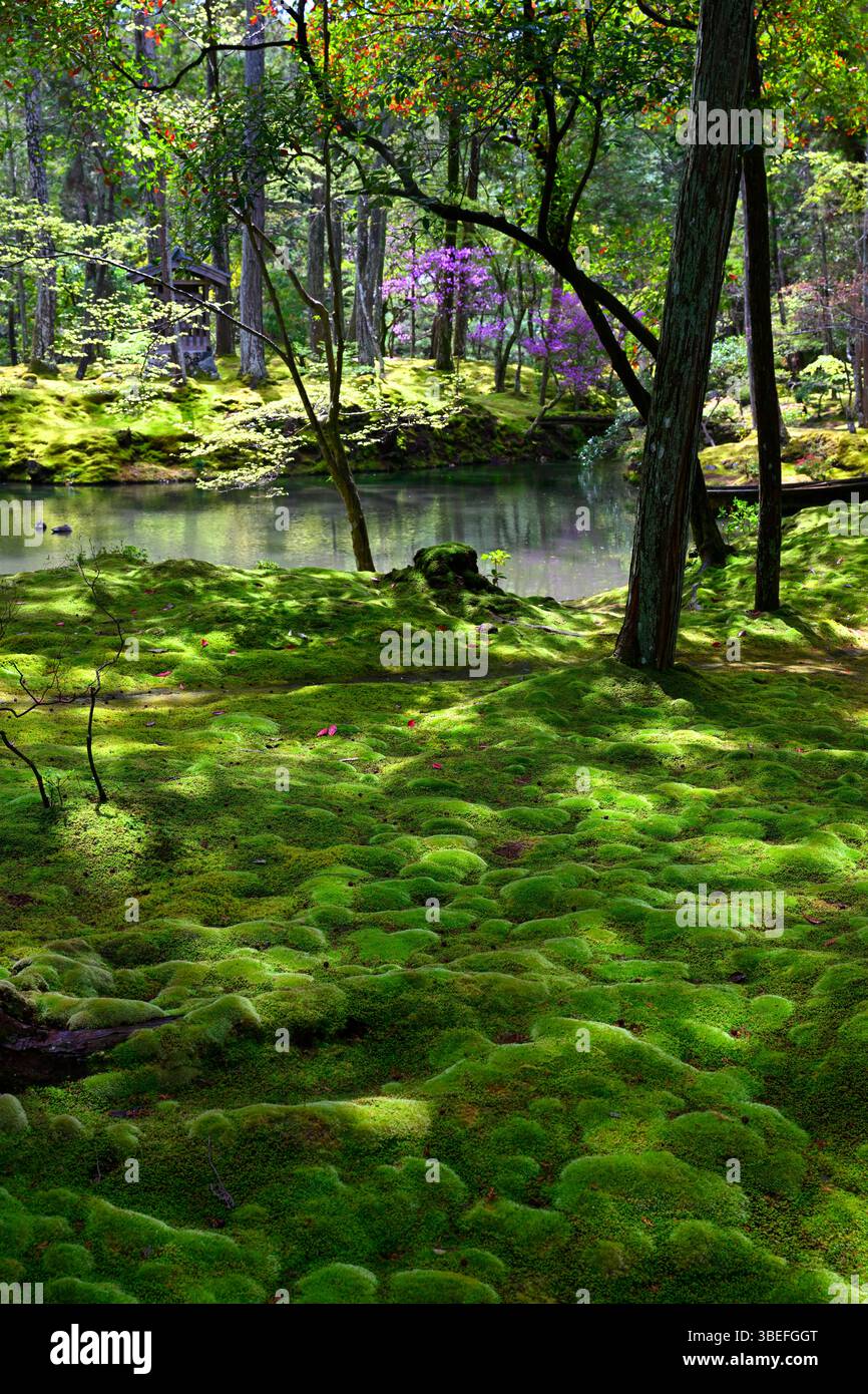 Saiho-ji temple,Koke-dera, the Moss temple,Kyoto,Japan Stock Photo - Alamy