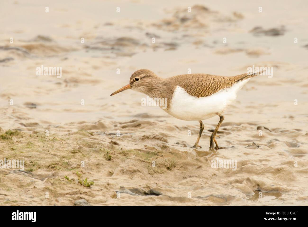 Common Sandpiper, Norfolk, UK, May 2025 Stock Photo - Alamy