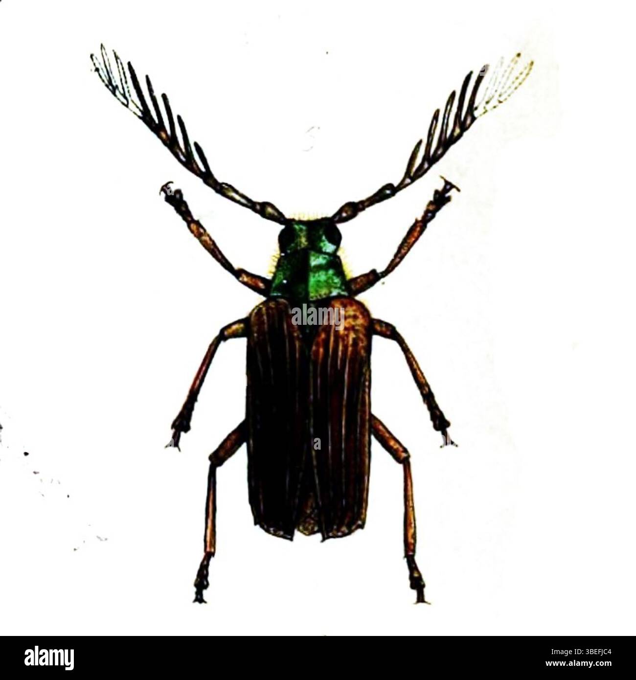 'Calloctenus pulcher' by William Wing (1850, published 1851) is an ...
