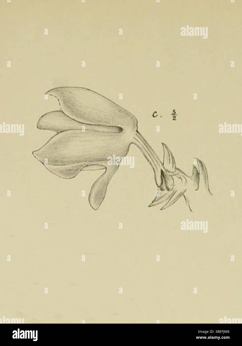 This botanical plate by Johannes Jacobus Smith, dated between 1907 and ...