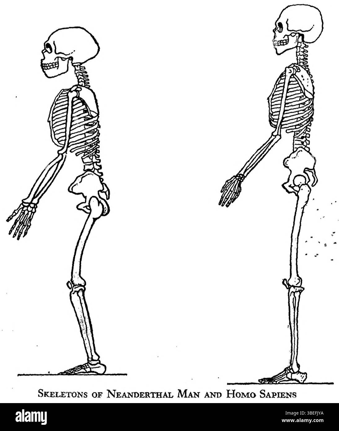 Neanderthal anatomy hi-res stock photography and images - Alamy