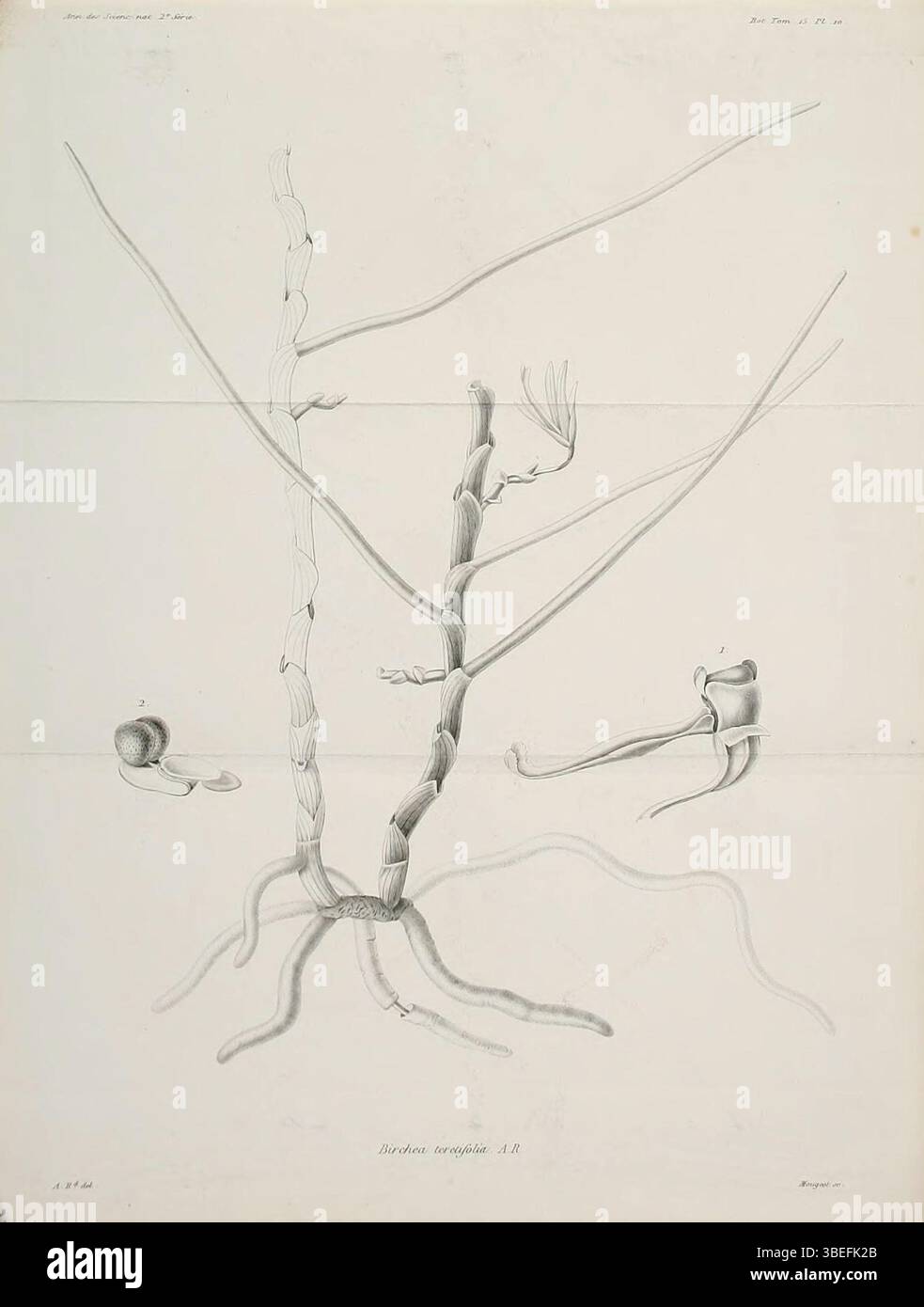 This botanical illustration by Achille Richard, published in 1841 ...
