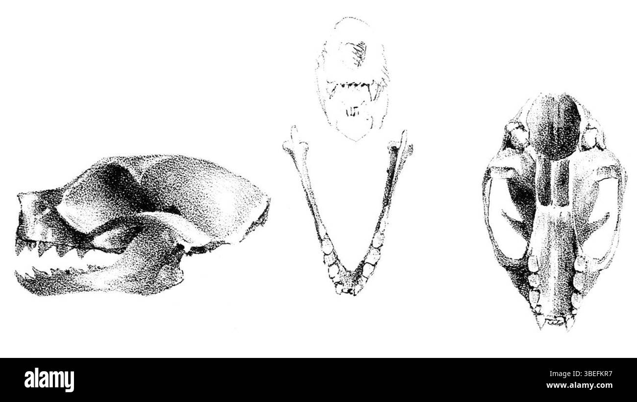 A skull of the Megaerops ecaudatus, a species of bat, from between 1700 ...