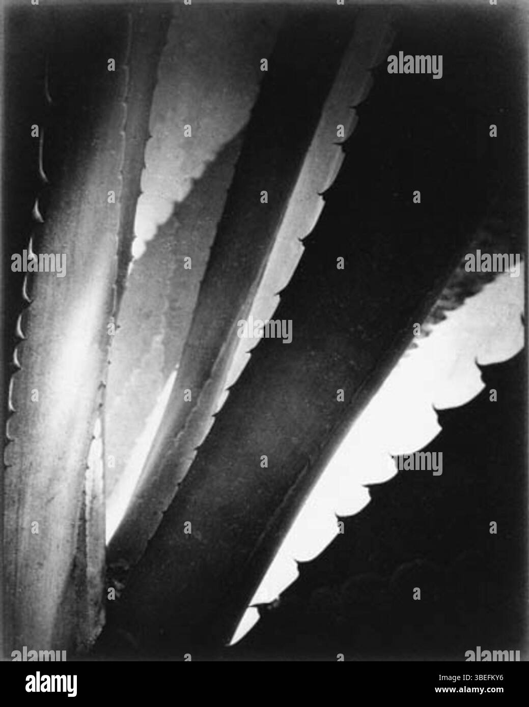 'Flame' (1927) by Anne Brigman portrays a figure amidst a burst of ...