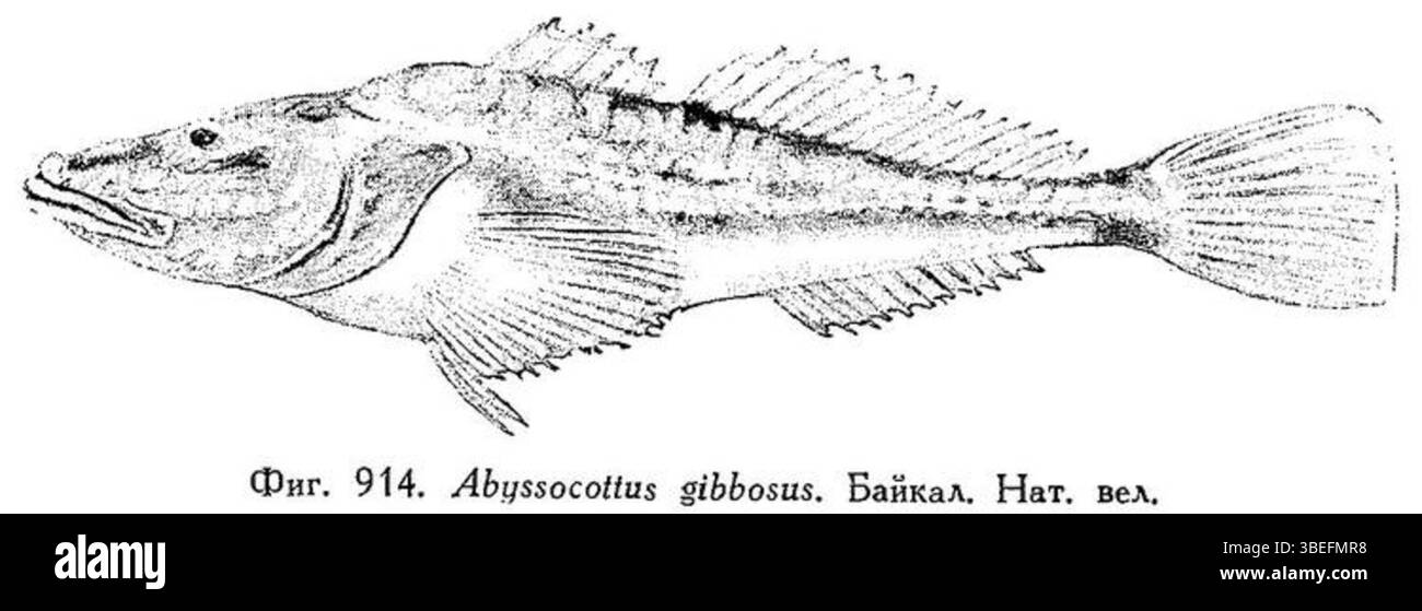 Unique biological adaptations Black and White Stock Photos & Images - Alamy