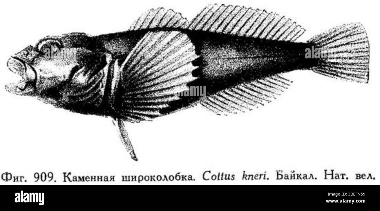 Scientific study freshwater biology Black and White Stock Photos ...