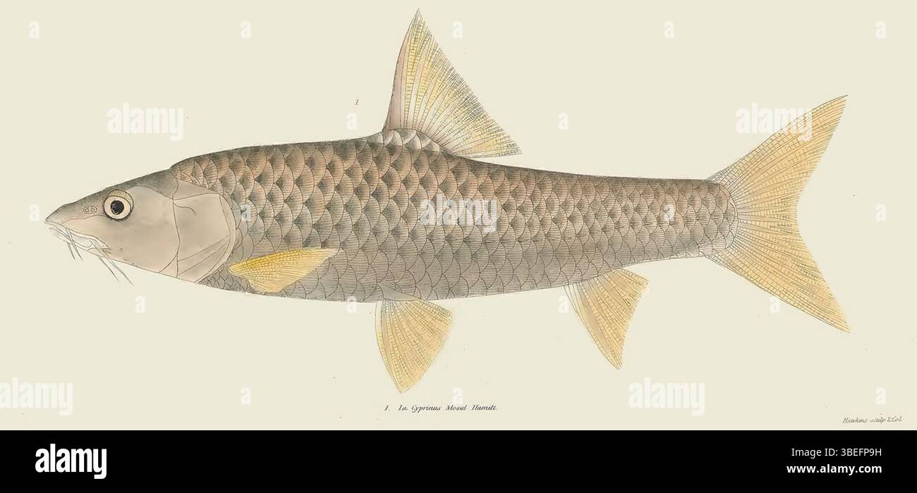 This original illustration of Tor mosal by Haludar, published in ...