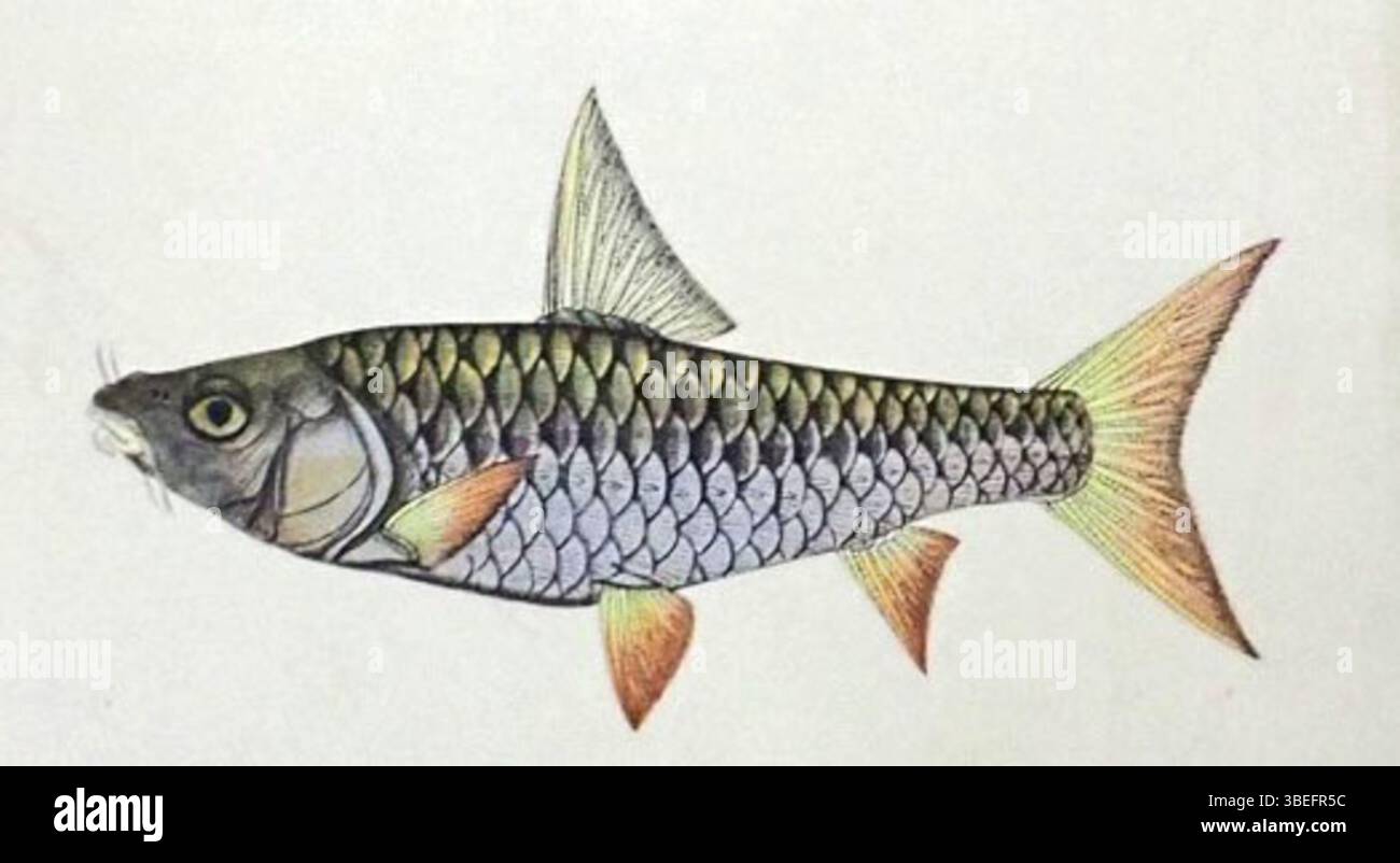 Fishes of the ganges hi-res stock photography and images - Alamy