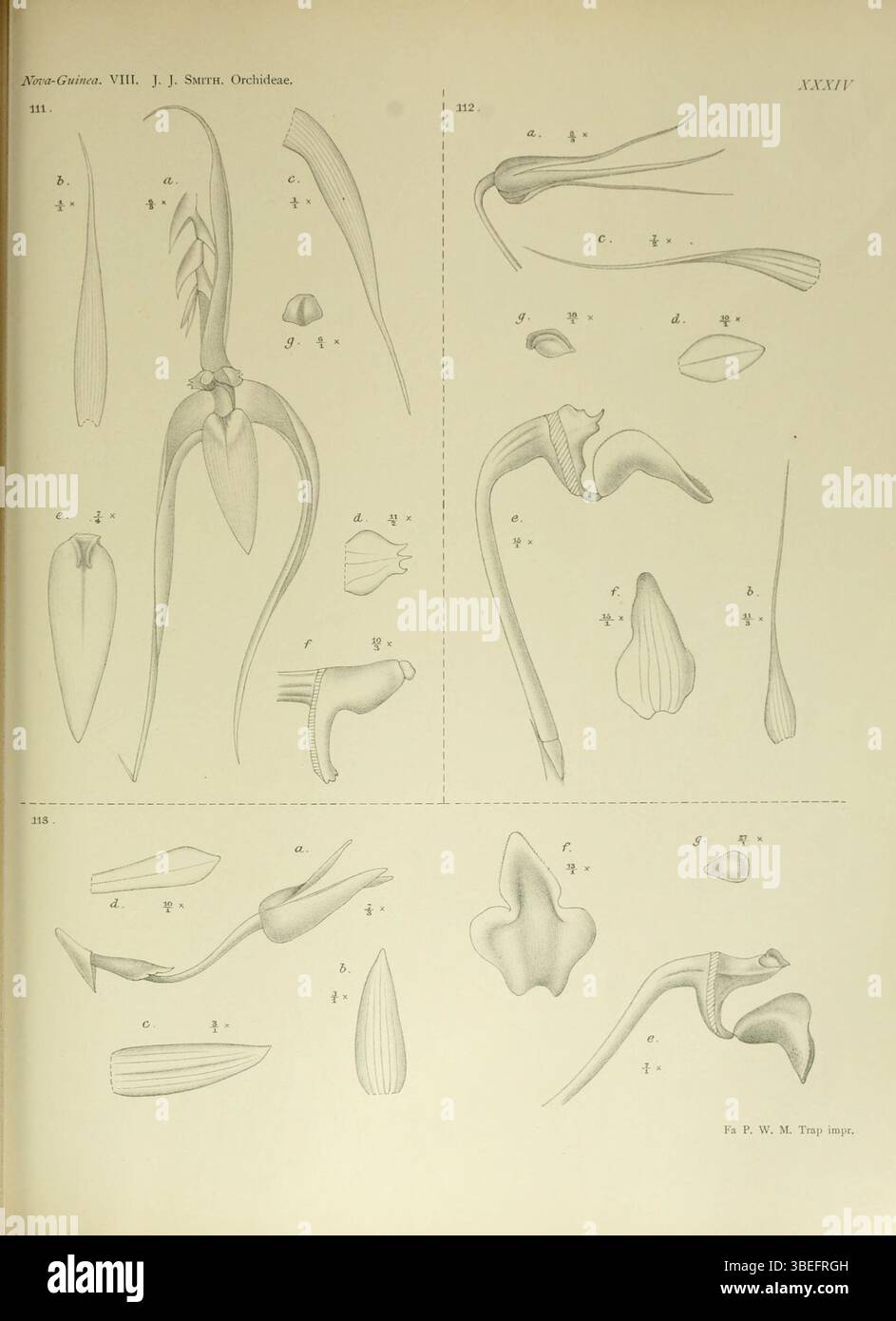 Johannes Jacobus Smith's 1909 work 'Nova Guinea' plate 34 features a ...