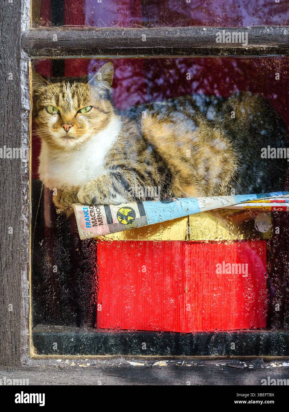 Female tabby cat sat on red box looking out of dirty window - France ...
