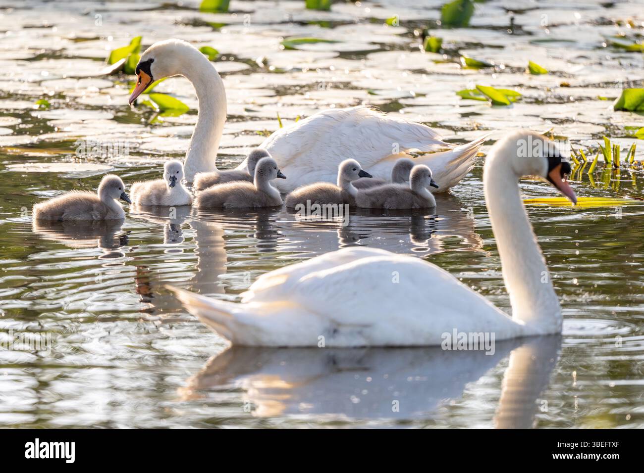 Pair Of Mute Swans With Chicks In The Pond Stock Photo - Alamy